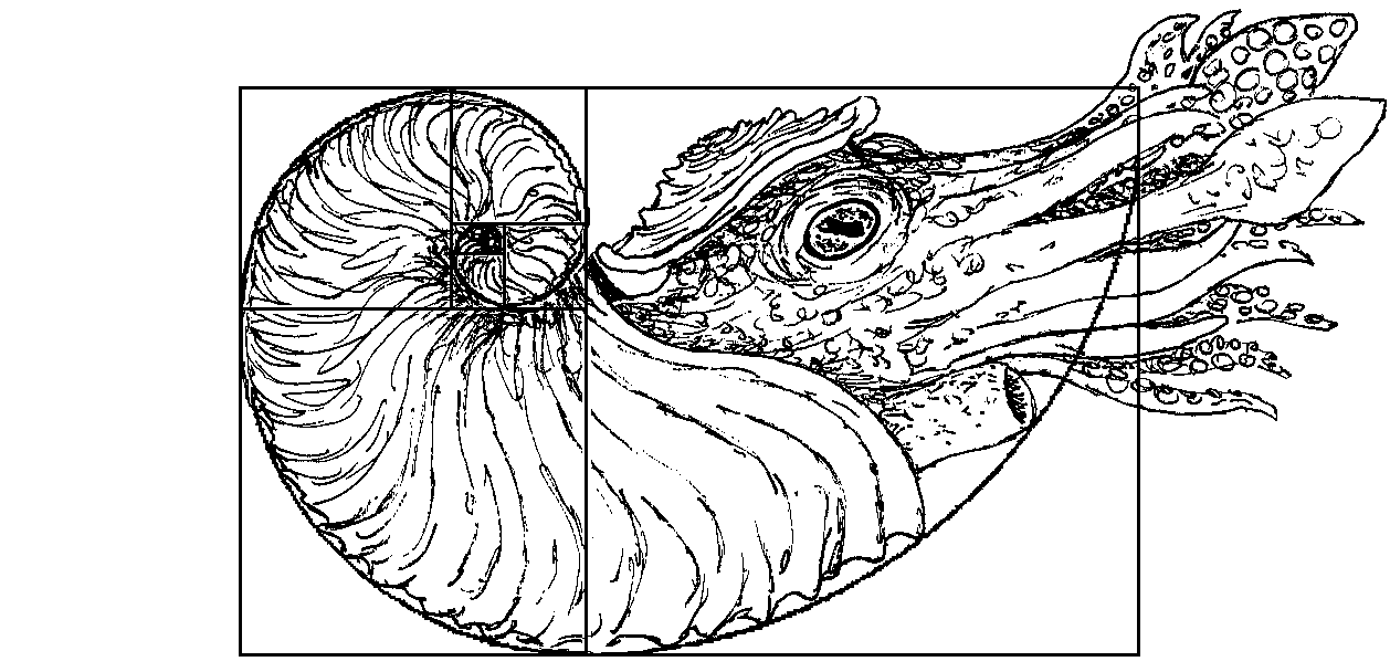 Ammonite Coloring Page Coloring Pages